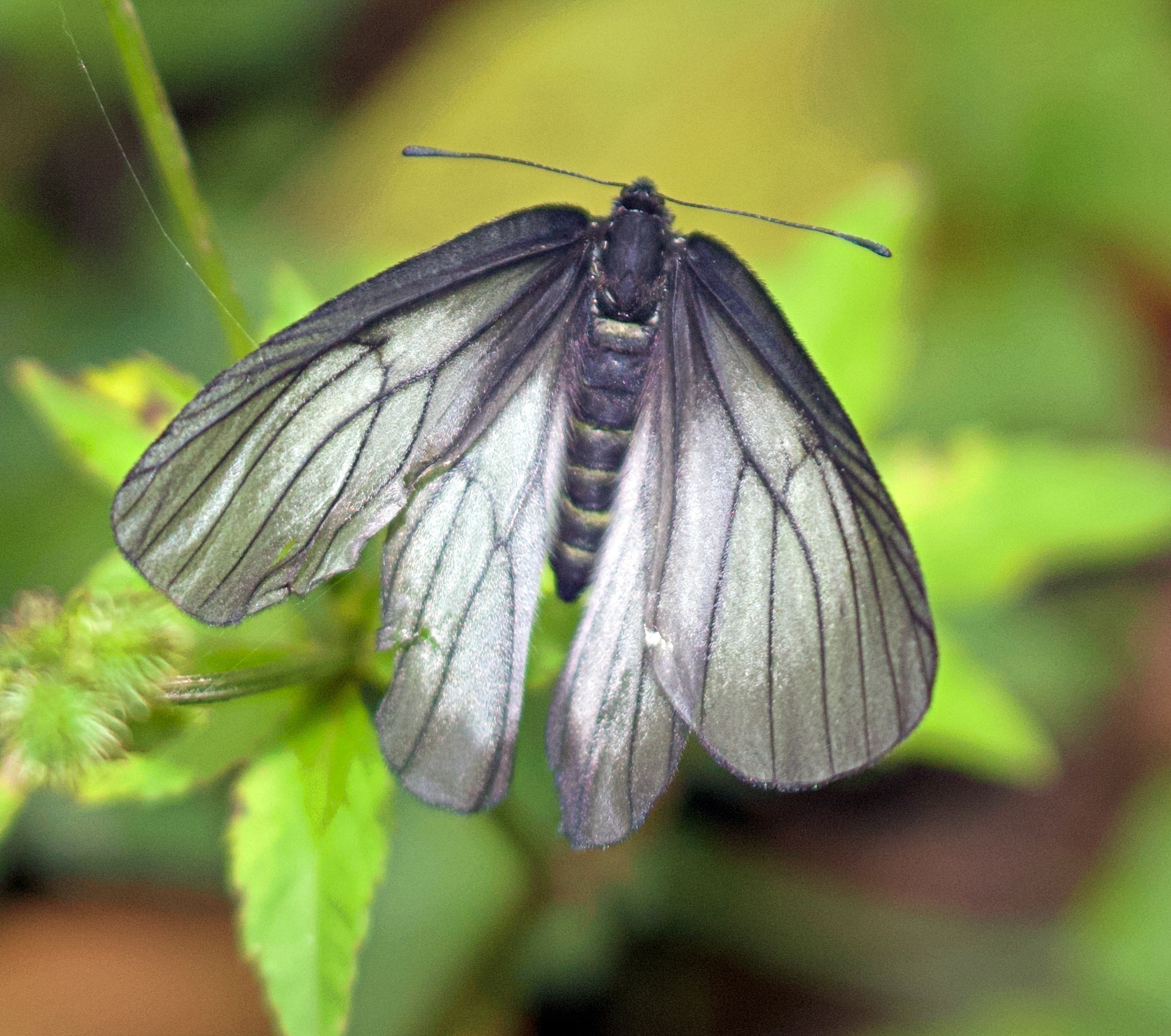 Styx infernalis Staudinger, 1875