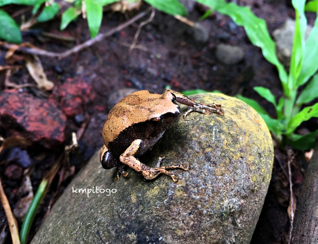 Truncate-Toed Chorus Frog from Los Baños, Laguna, Philippines on ...