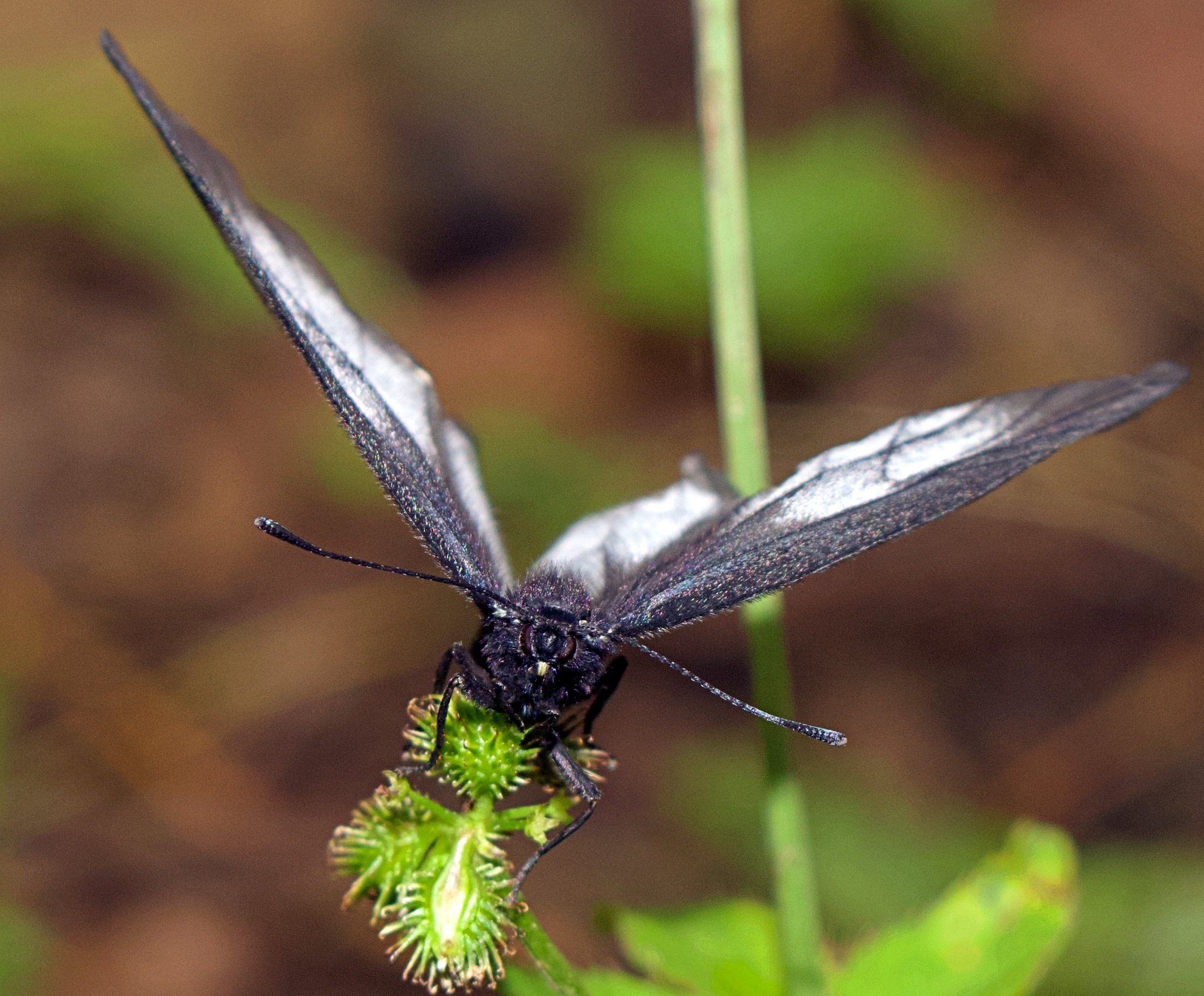 Styx infernalis Staudinger, 1875