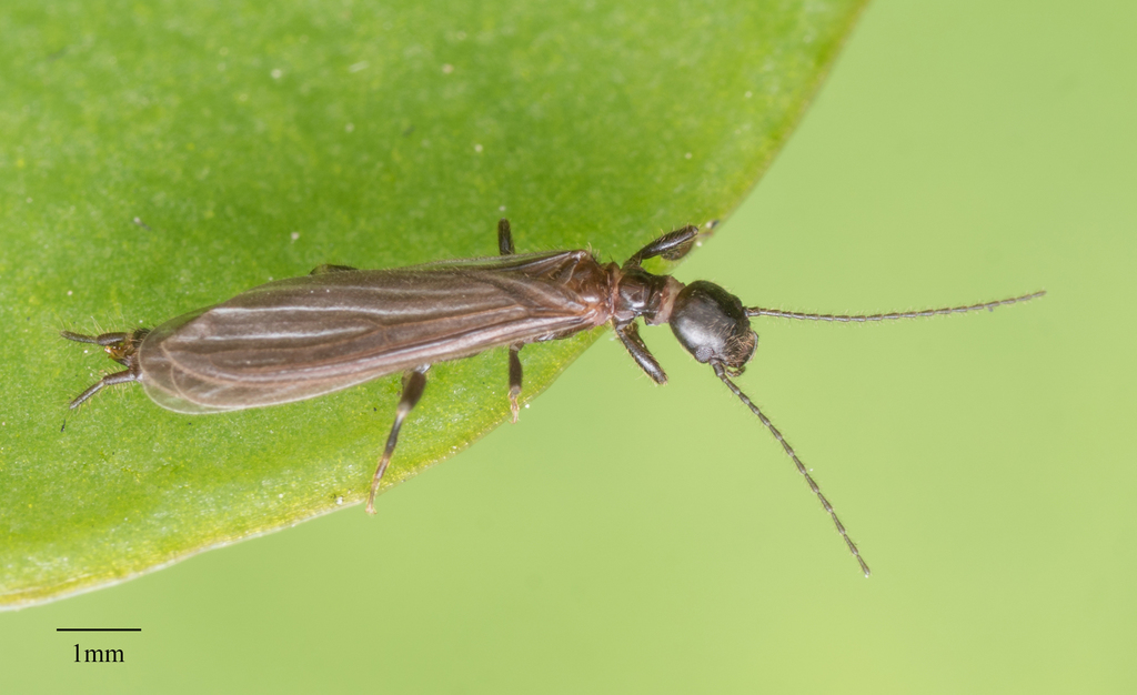 Black Webspinner (A guide to the lesser-known insects of Austin and ...
