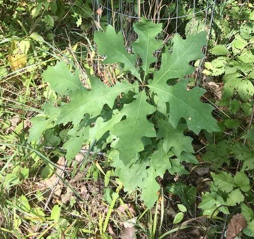 Observations by jwarn · iNaturalist