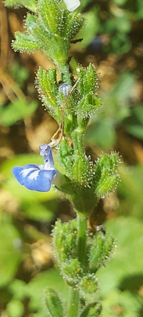 River sage from Provincia de Guanacaste on January 2, 2021 at 03:38 PM ...