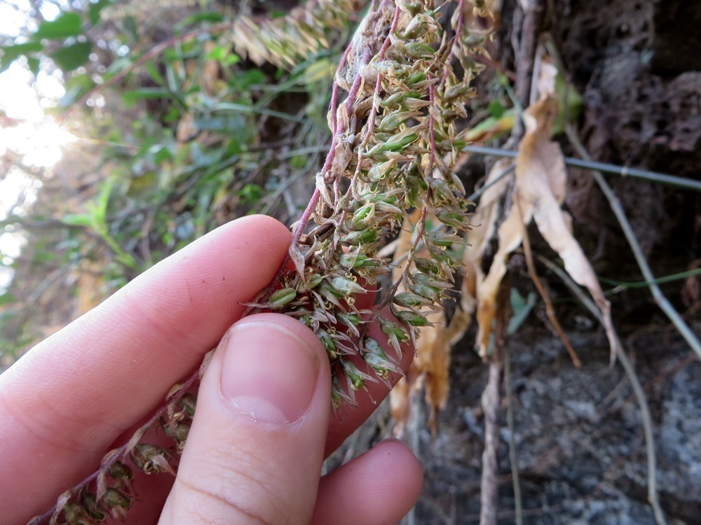 Fosterella micrantha from San Gabriel Mixtepec, Oax., Mexico on ...