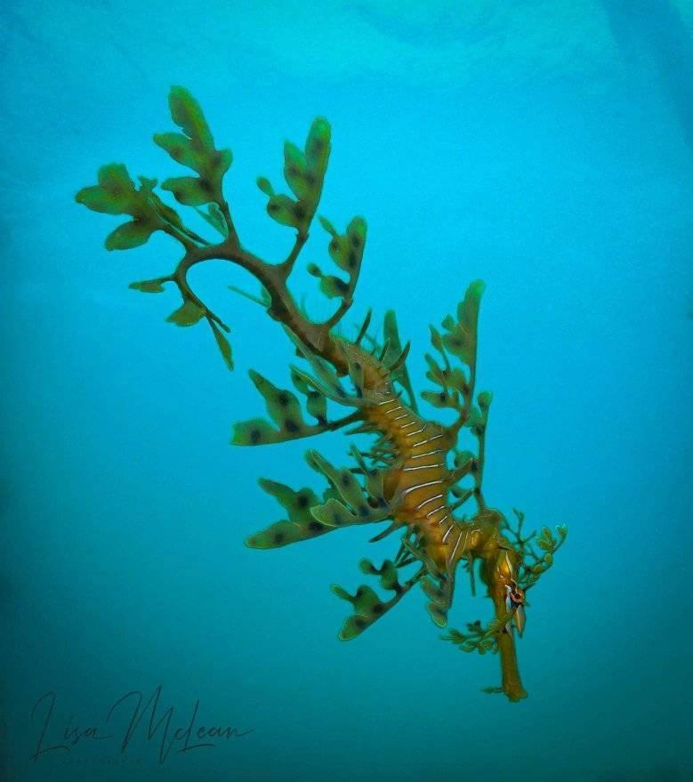 Leafy Seadragon (Phycodurus eques) - Marine Life Identification