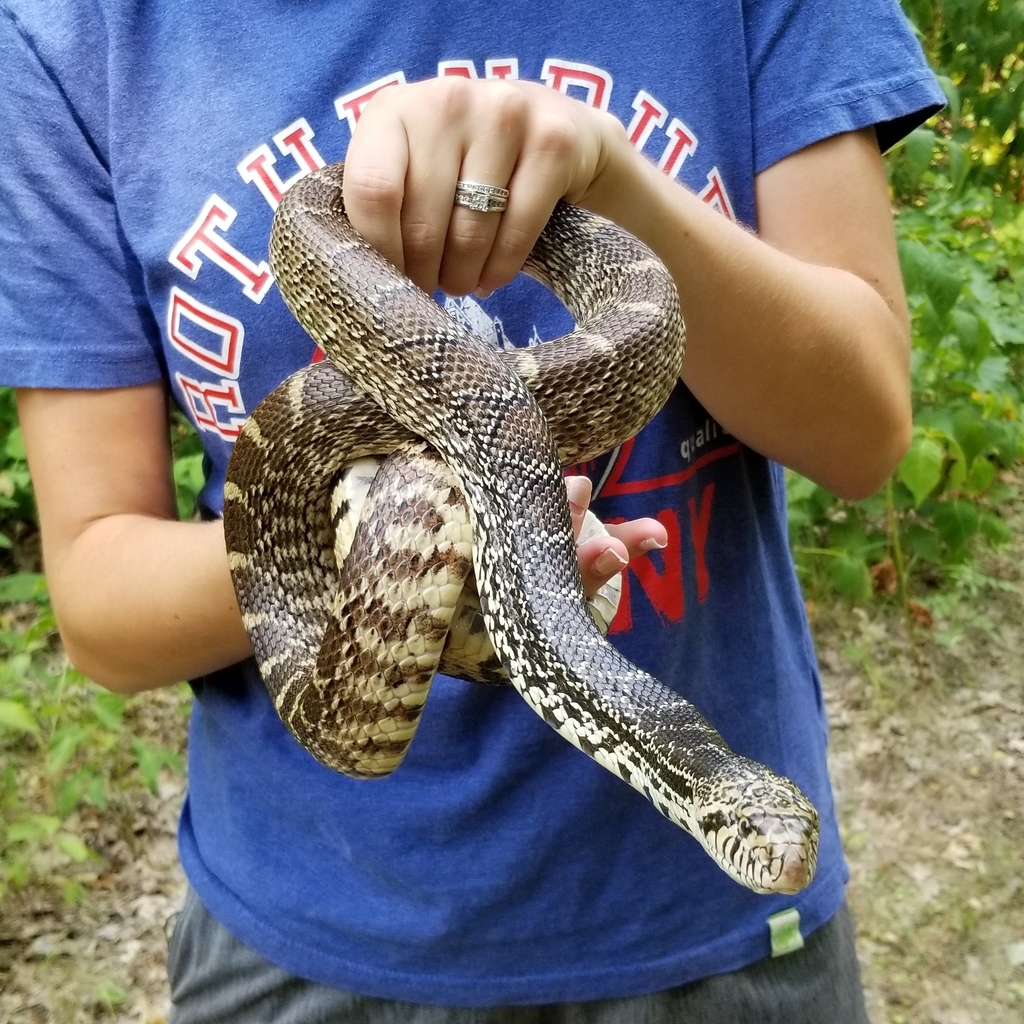 Bullsnake in July 2021 by Steve K. Jones · iNaturalist