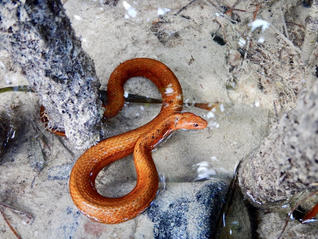 Mangrove Saltmarsh Snake in July 2021 by Garrett · iNaturalist