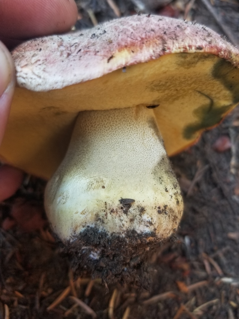 Mountain Butter Bolete from Obsidian Trail, Three Sisters Wilderness ...
