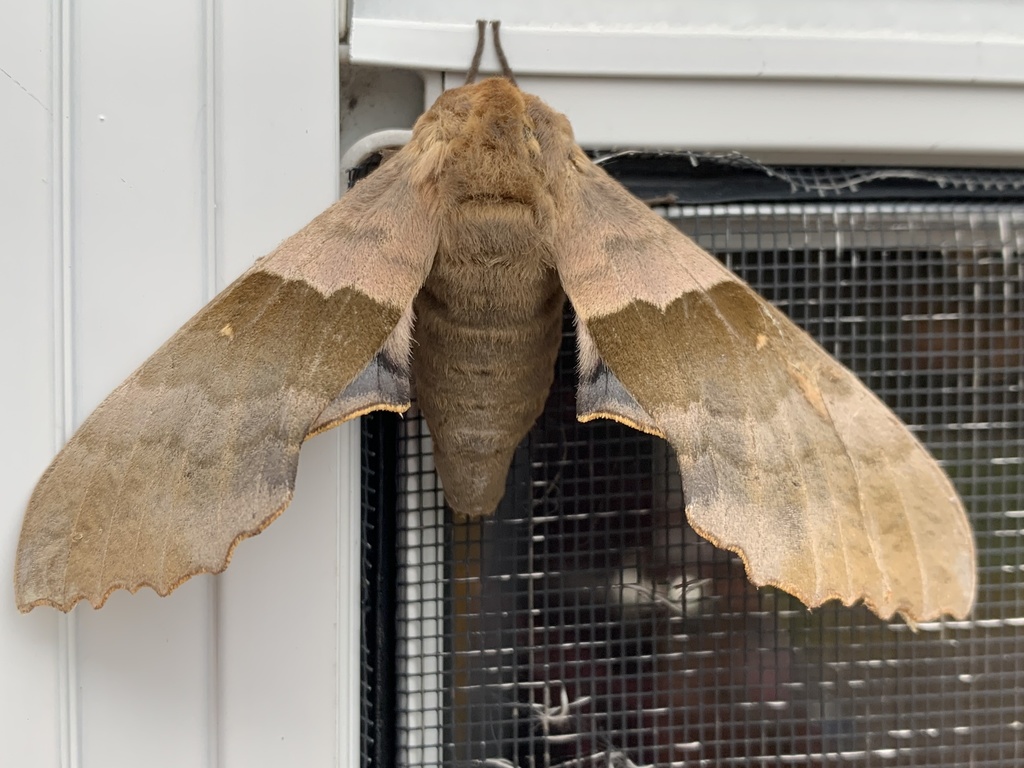 Modest Sphinx from Scoudouc, NB, CA on July 19, 2021 at 07:15 AM by ...