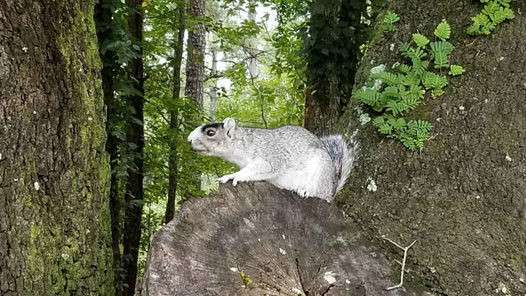 Southern Fox Squirrel from Red Hill, SC, USA on August 1, 2021 at 12:46 ...