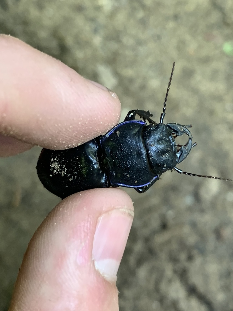Warrior Beetles from Great Smoky Mountains National Park, Gatlinburg ...