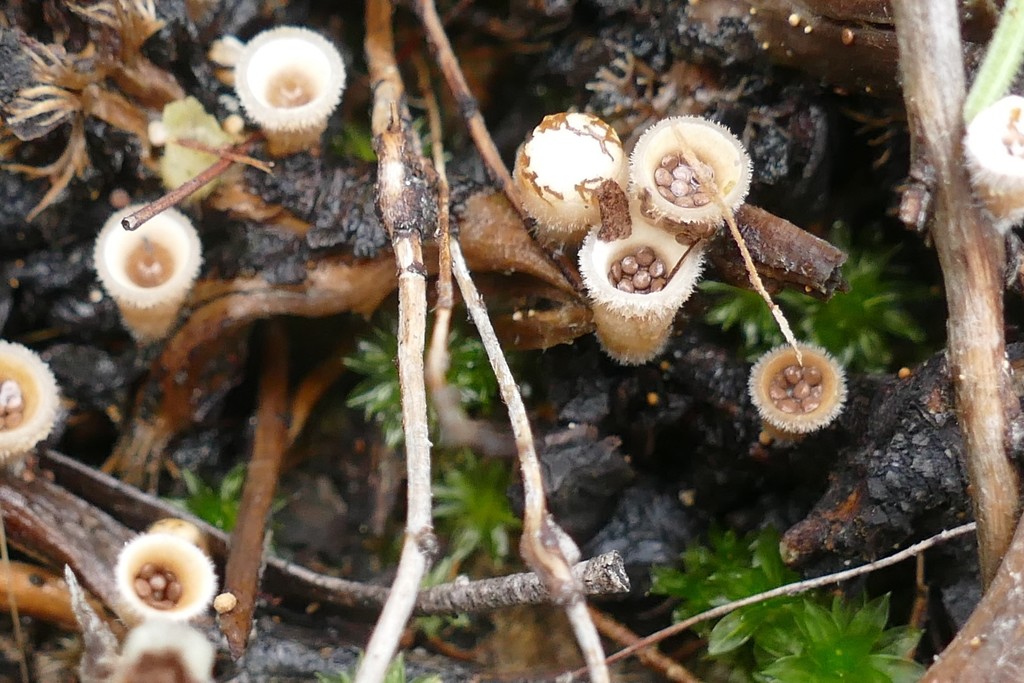 Nidula emodensis from Dunkeld VIC 3294, Australia on July 31, 2021 at ...