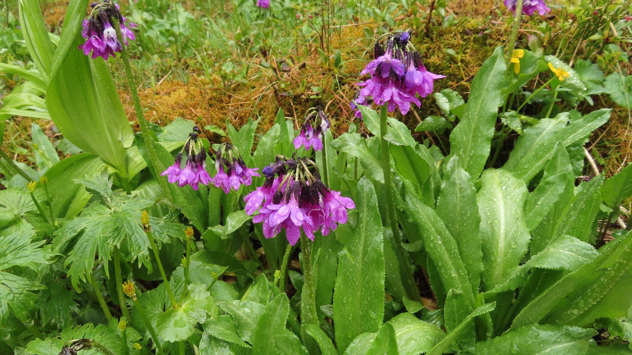 Primula nivalis Pall.