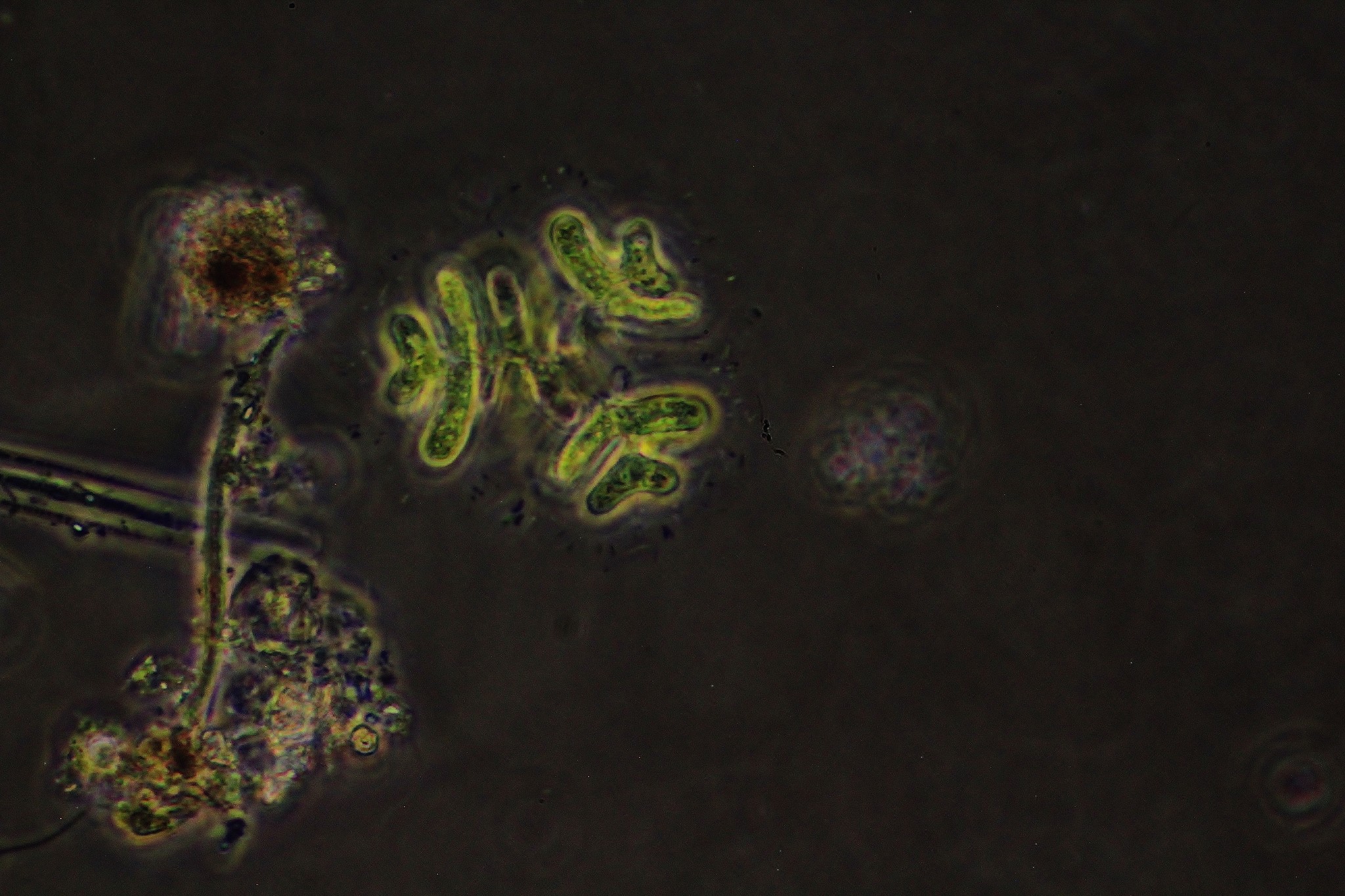 Dimorphococcus Braun, 1855