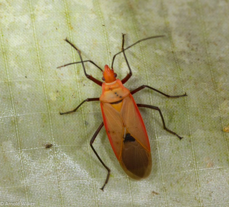 Dysdercus fuscomaculatus Stål, 1863