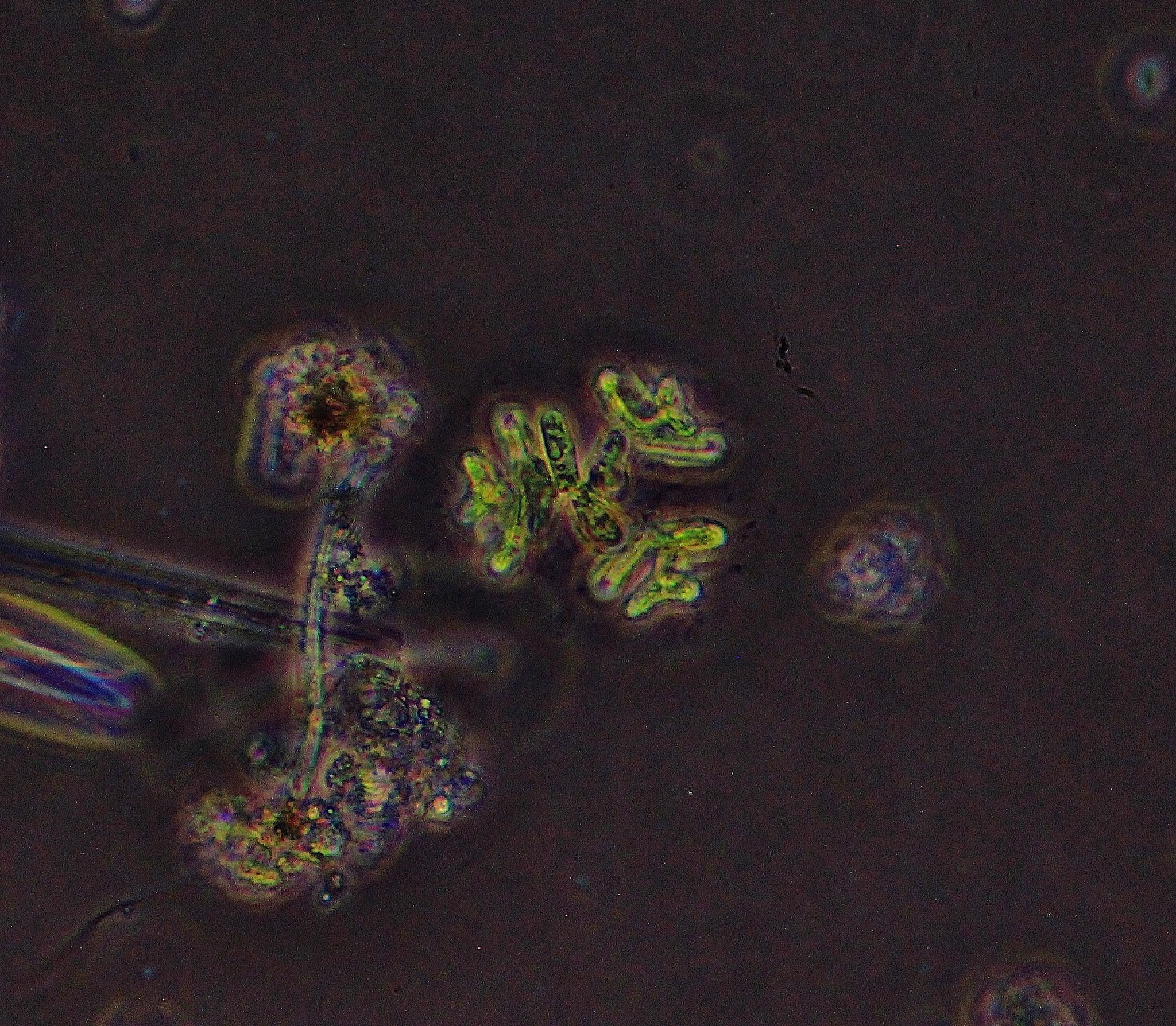 Dimorphococcus Braun, 1855