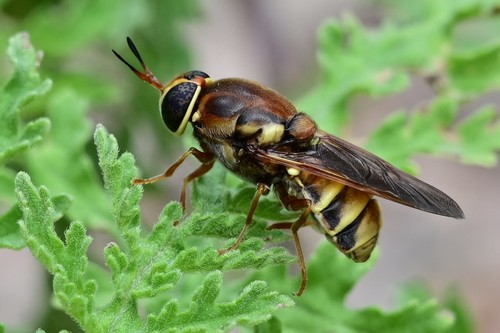 Hermetia hunteri · iNaturalist