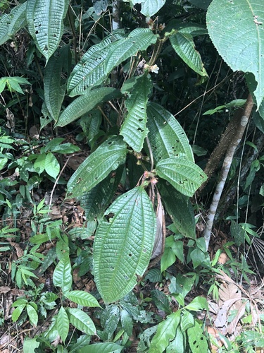 Miconia microphysca · iNaturalist