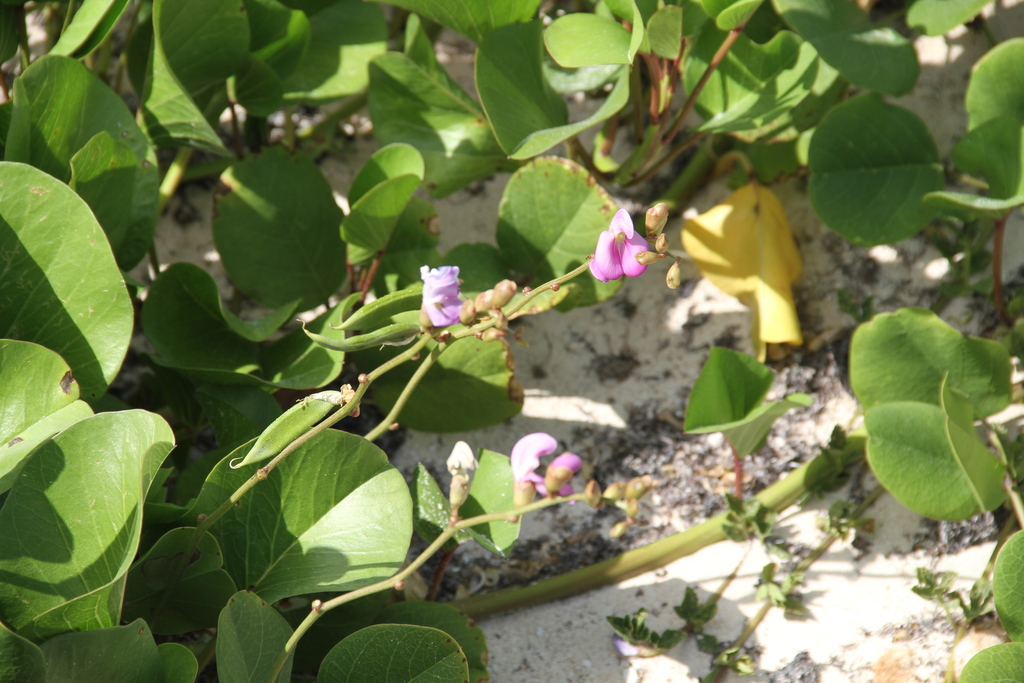 Beach Bean from Solidaridad, Quintana Roo, Mexico on February 22, 2020 ...