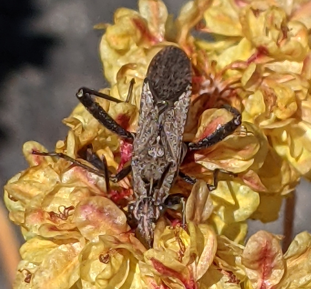 Tollius from Mt Hood, OR 97041, USA on August 1, 2021 at 02:46 PM by ...