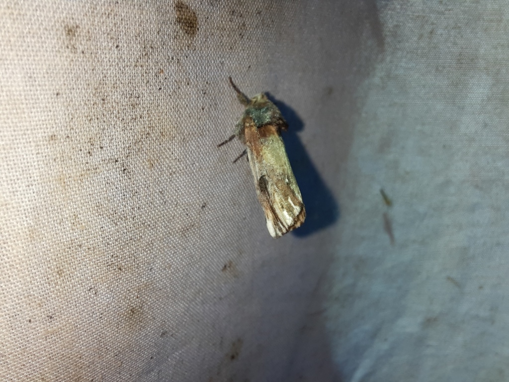 Chestnut Schizura Moth from Plymouth, MA, USA on July 24, 2021 at 12:45 ...