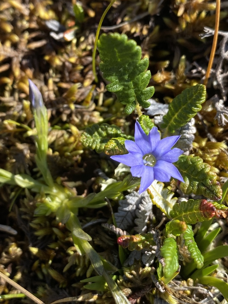 pygmy gentian from Denali National Park & Preserve, AK, US on July 29 ...
