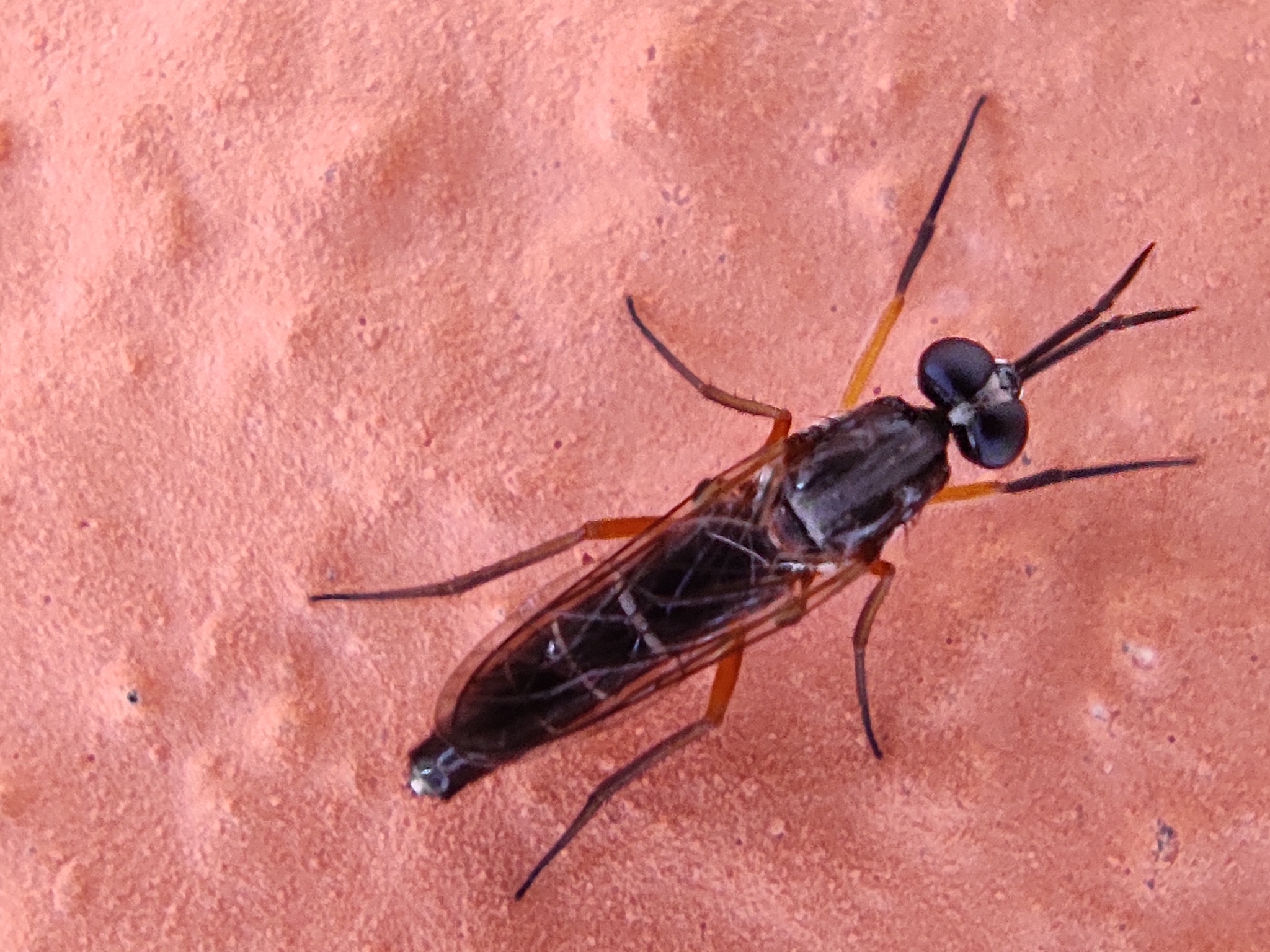 Phycus brunneus (Wiedemann, 1824)