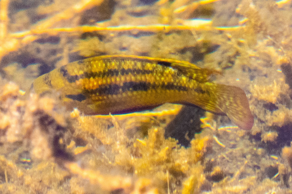 (Coptodon) - Marine Life Identification