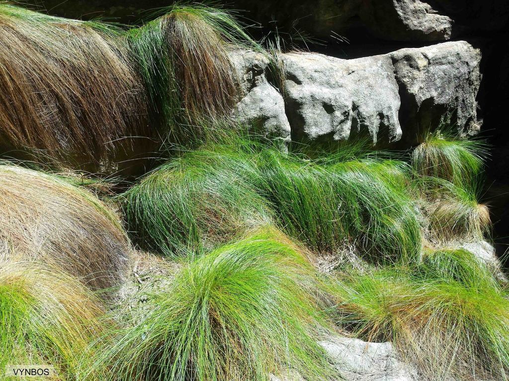 Ficinia acuminata (Amble Ridge: Indigenous Plants Species - Open Space ...