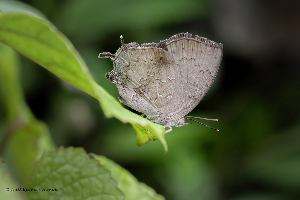 Common Acacia Blue (Butterflies of SGNP-Nagla block) · iNaturalist