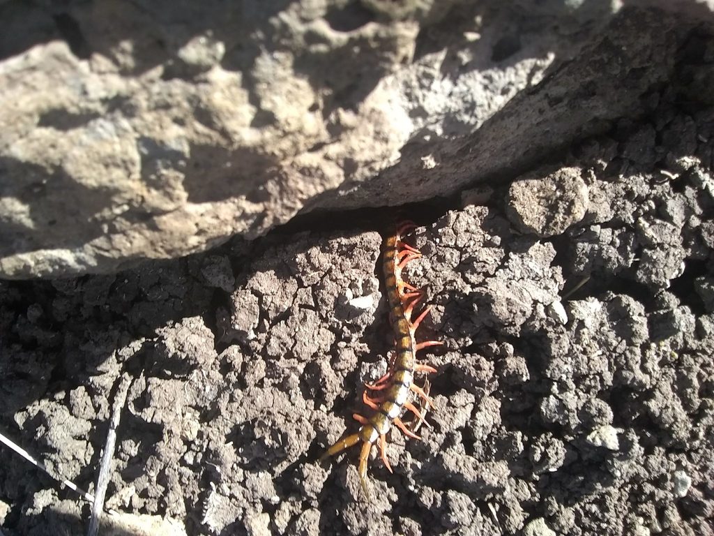 Red-headed Centipede from Honolulu County, HI, USA on July 28, 2019 at ...