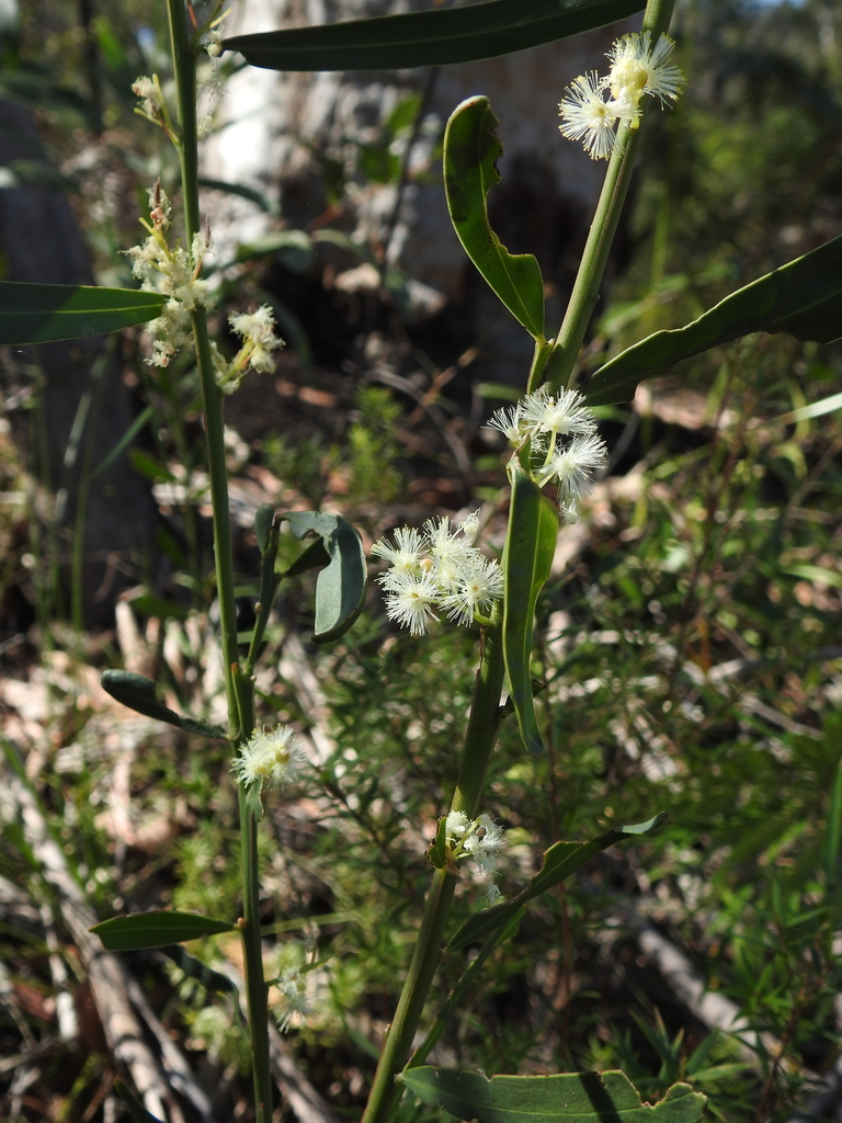 Sweet Wattle from Toolara Forest QLD 4570, Australia on August 02, 2021 ...