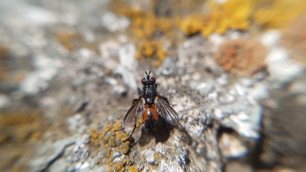 Bot Flies, Blow Flies, and Allies from Çankaya on July 31, 2021 at 12: ...