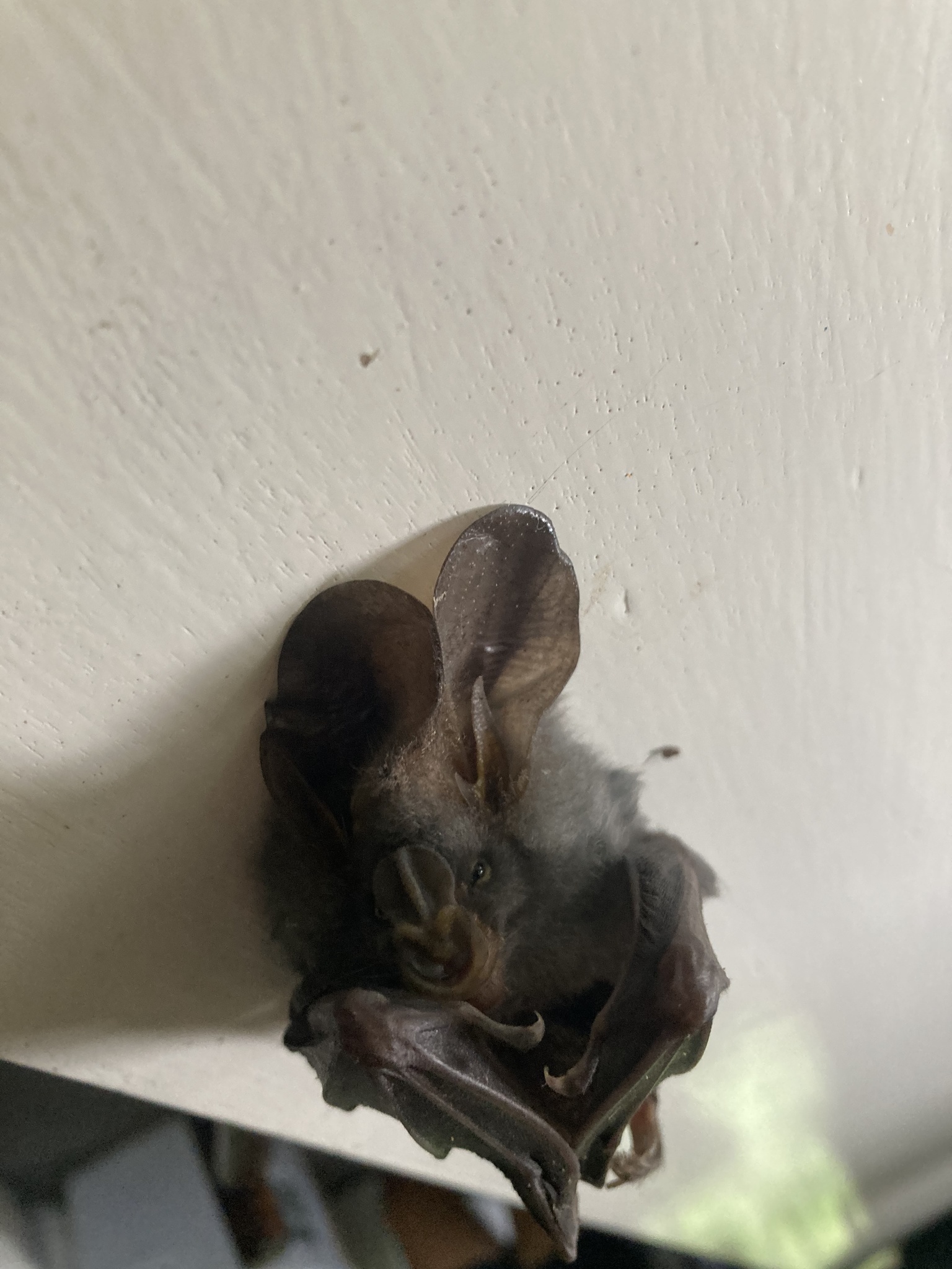 Megaderma spasma (Linnaeus, 1758)