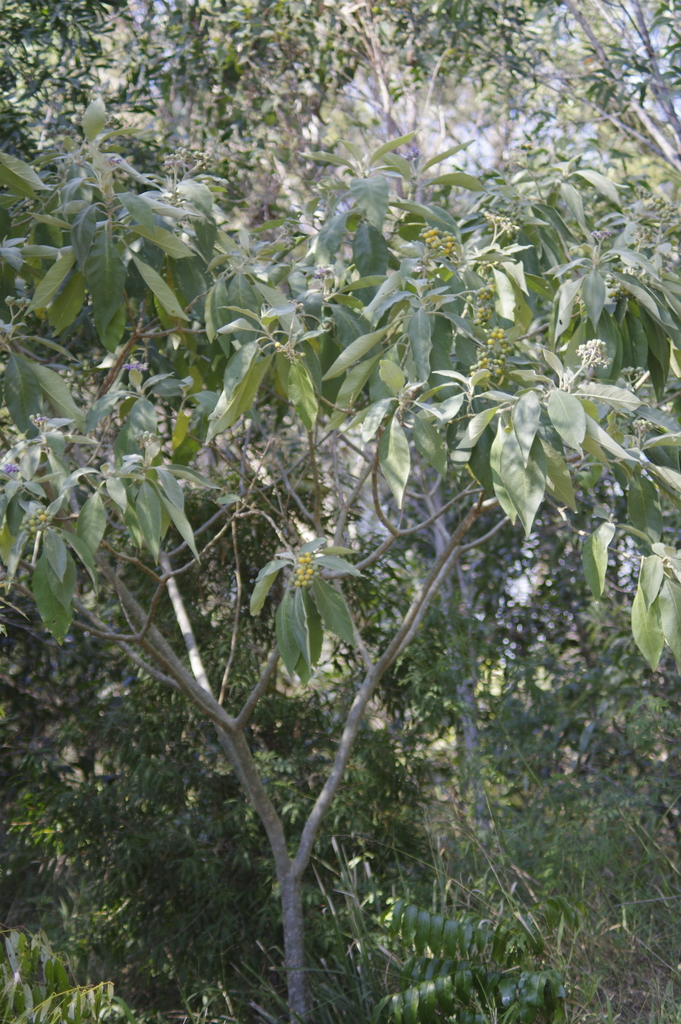 bugweed from Maryborough QLD 4650, Australia on August 02, 2021 at 10: ...