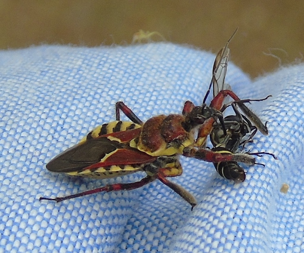 Yellow-bellied Bee Assassin from Mazatlán, MX-SI, MX on January 7, 2015 ...