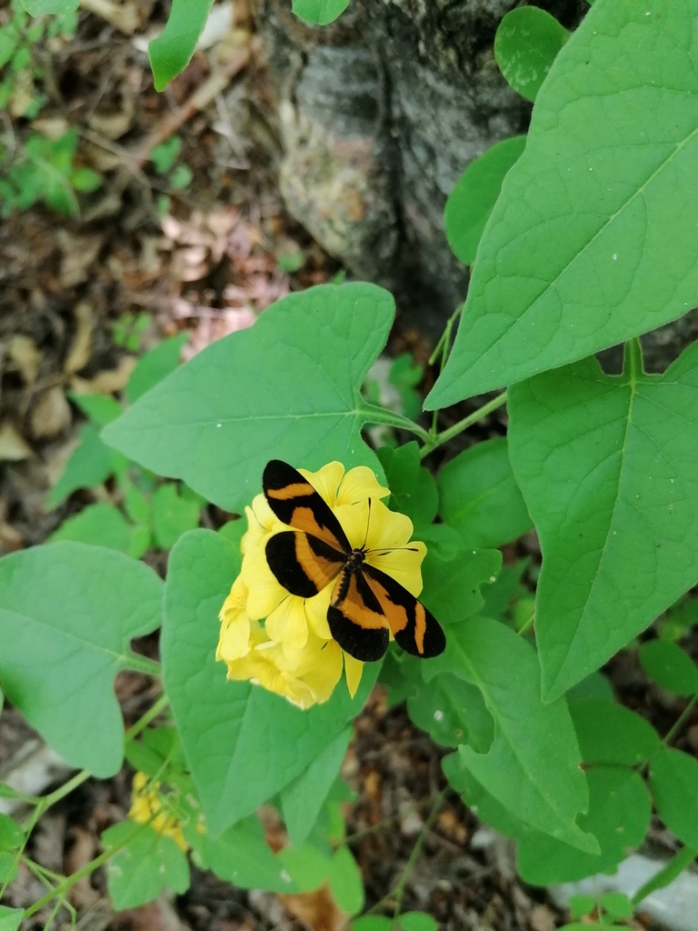 Elf Butterfly from S, 70987 Crucecita, Oax., México on August 1, 2021 ...