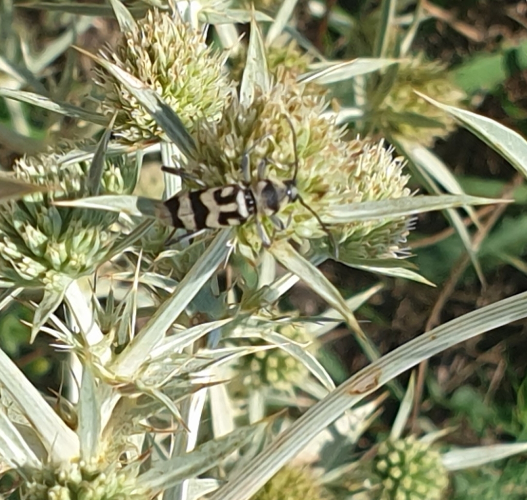 Grape Wood Borer from 37069 Villafranca di Verona VR, Italia on August ...