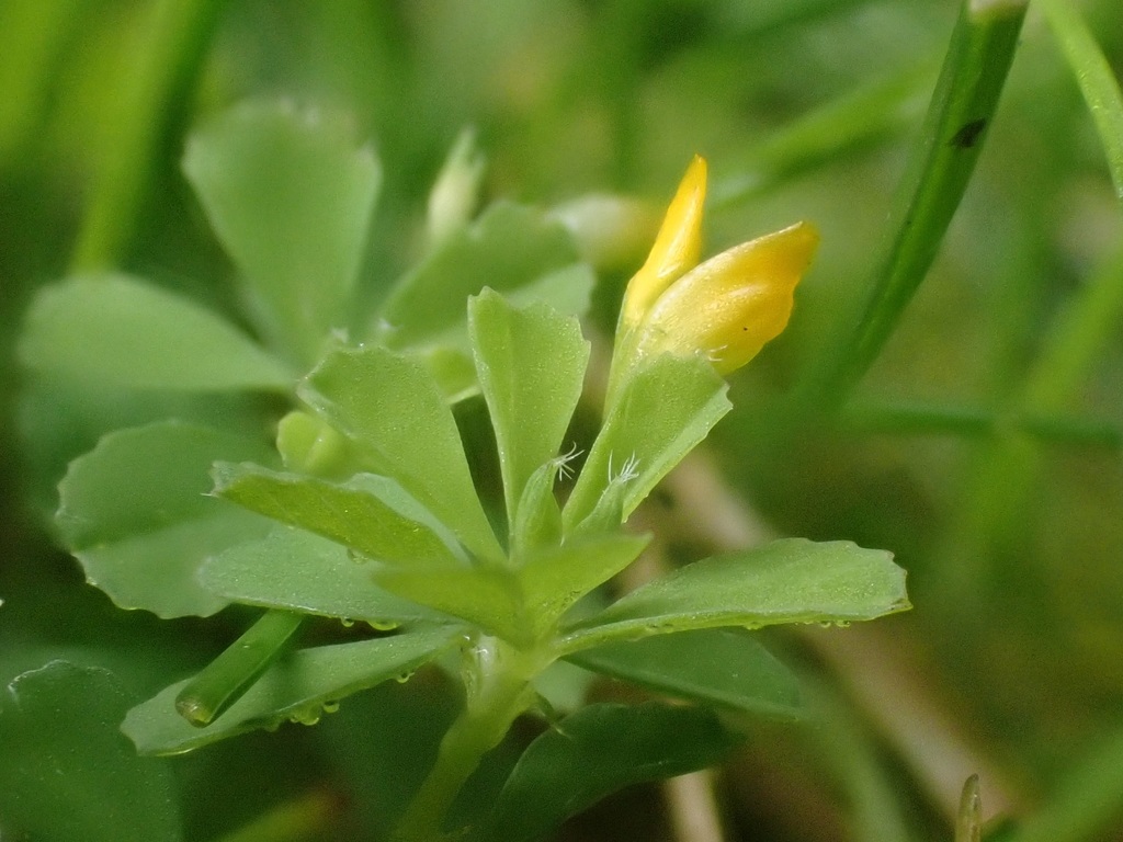 Slender trefoil from Central Cambridge, Cambridge, UK on August 2, 2021 ...