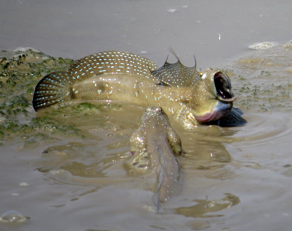 Great Blue-spotted Mudskipper from Mai Po, Hong Kong on December 6 ...