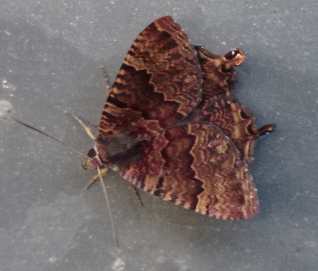 Coronidia evenus (Polillas de Jardín, Antioquia) · iNaturalist