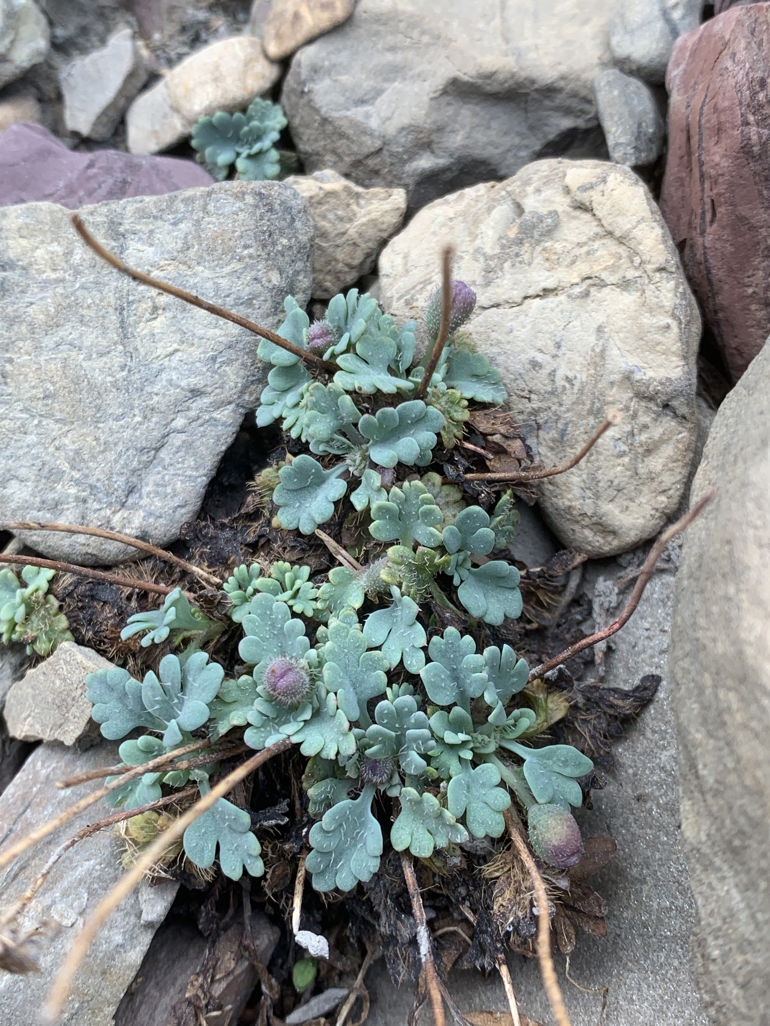 Papaver pygmaeum Rydb.