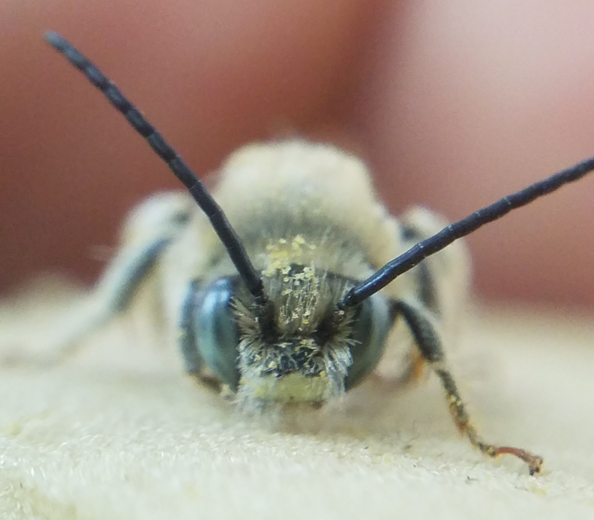 Tetralonia Spinola, 1838