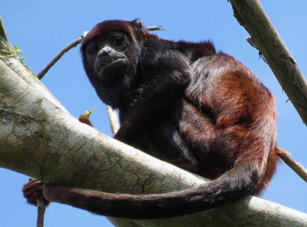 Howler Monkeys (Alouatta) - Know Your Mammals
