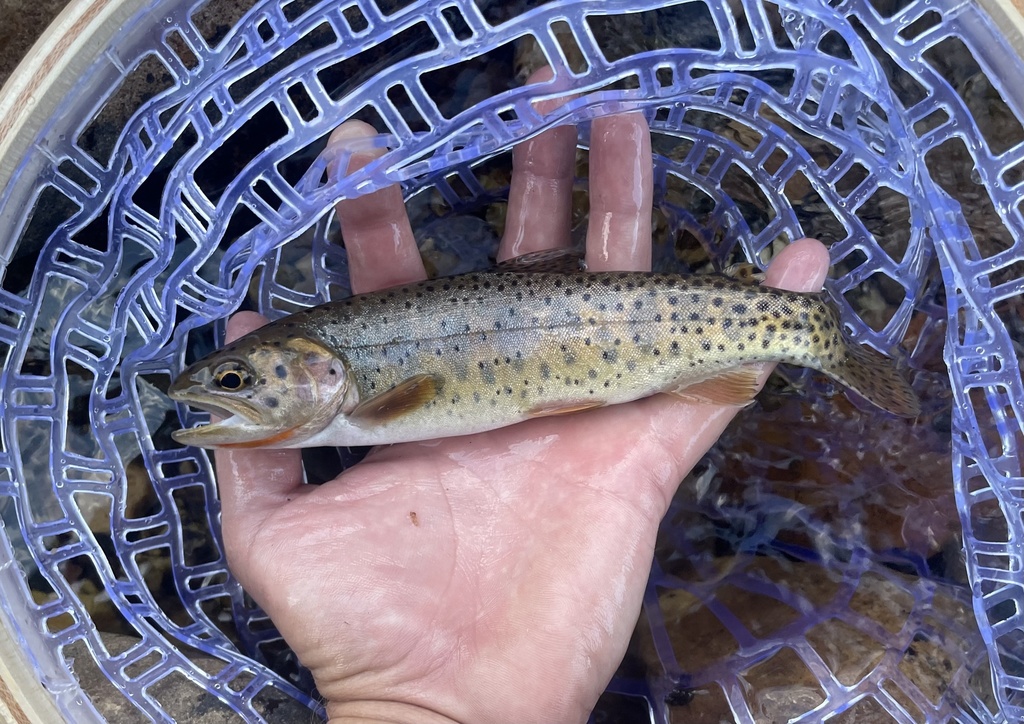Bonneville Cutthroat Trout from Uinta-Wasatch-Cache National Forest ...
