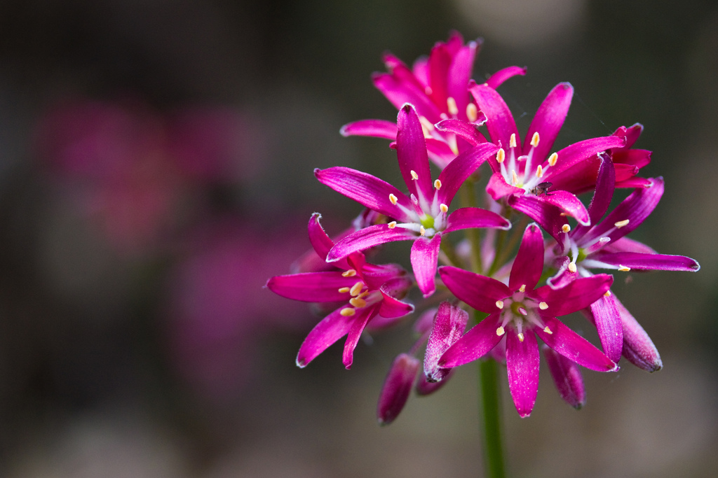 Andrews' Clintonia (Puentes Nisene Marks) · iNaturalist