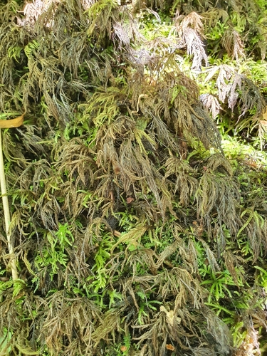Holt's Mouse-tail Moss (Pseudisothecium holtii) · iNaturalist