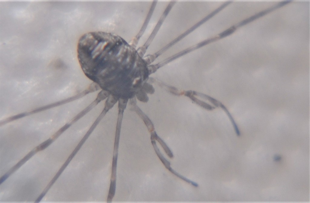 Fork-palped Harvestman from Malinas, Bélgica on August 02, 2021 at 06: ...