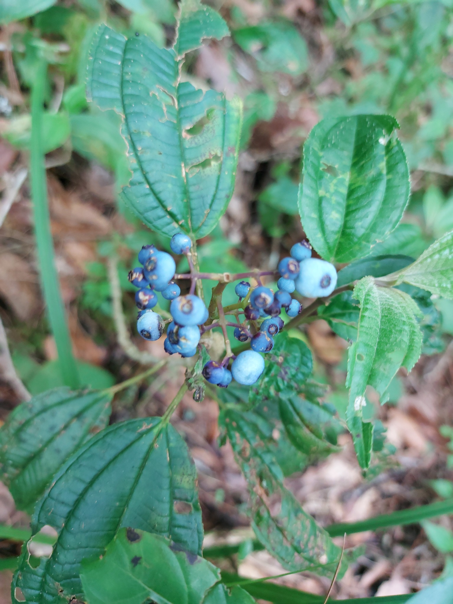 Cornus excelsa Kunth