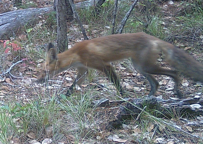 Red Fox from Cambria, CA, USA on July 30, 2021 at 05:08 PM by ...