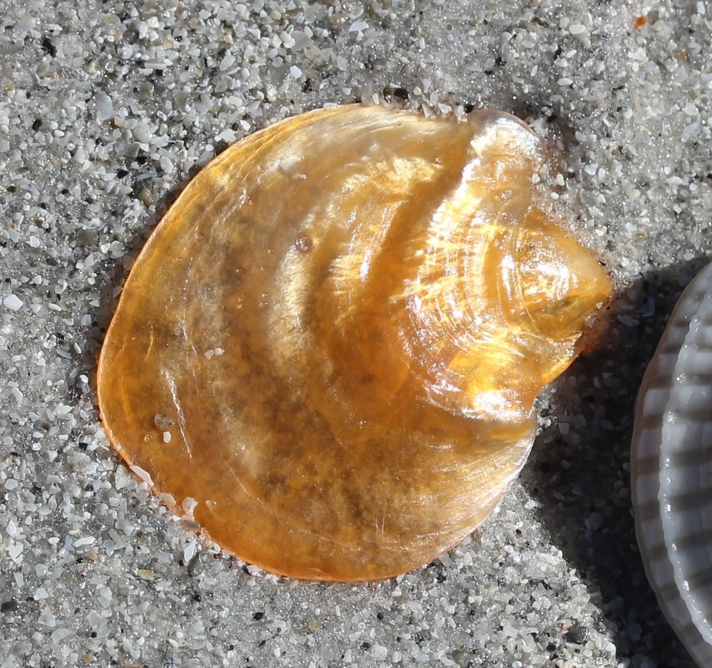 Common Jingle (North carolina marine molluscs) · iNaturalist